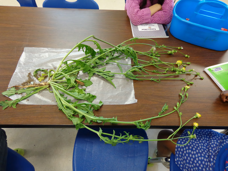 Learning Adventures: Plant Parts in the Science Lab