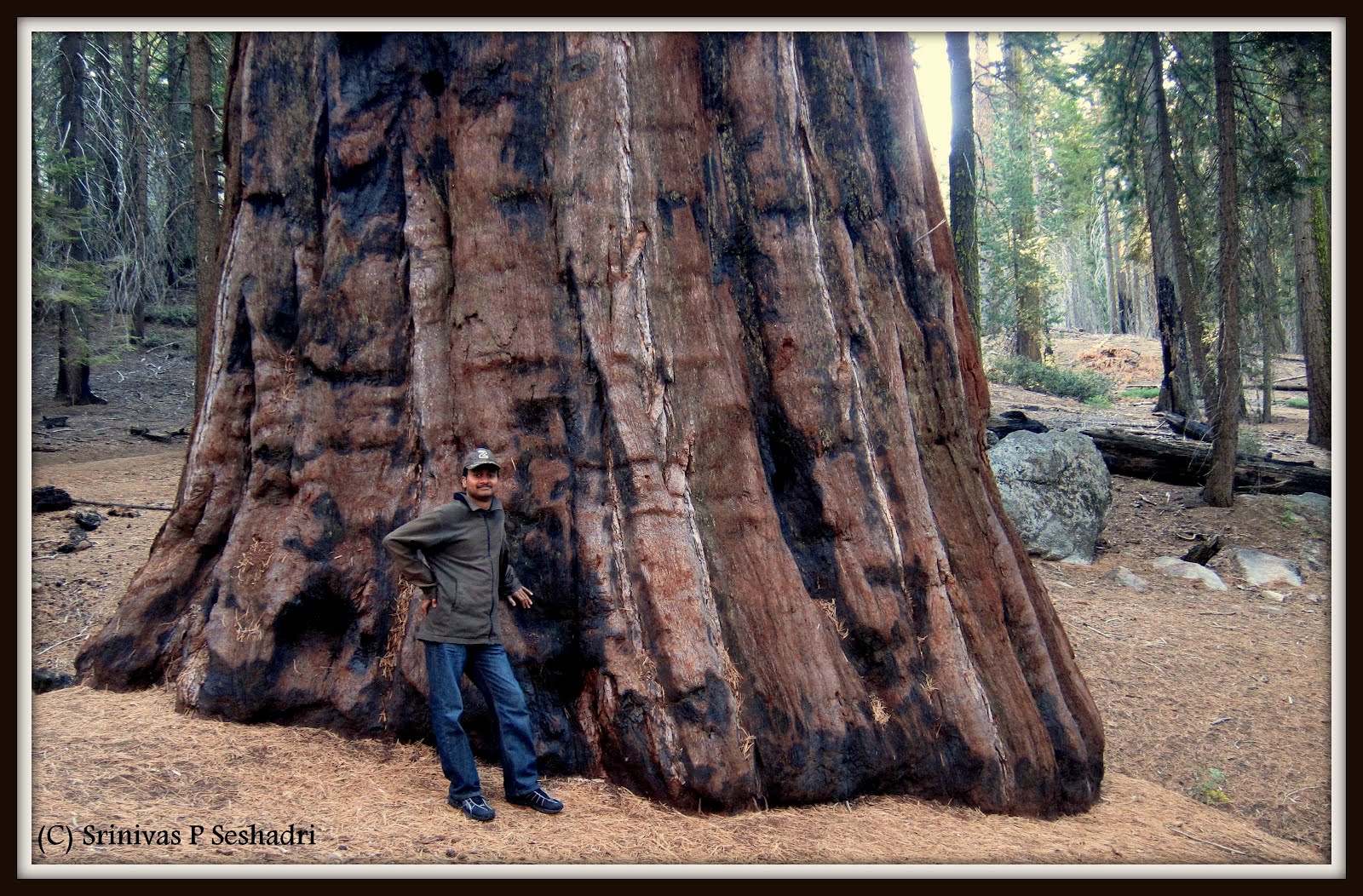 Roam the world with me...: Giant Sequoia trees @ Kings Canyon