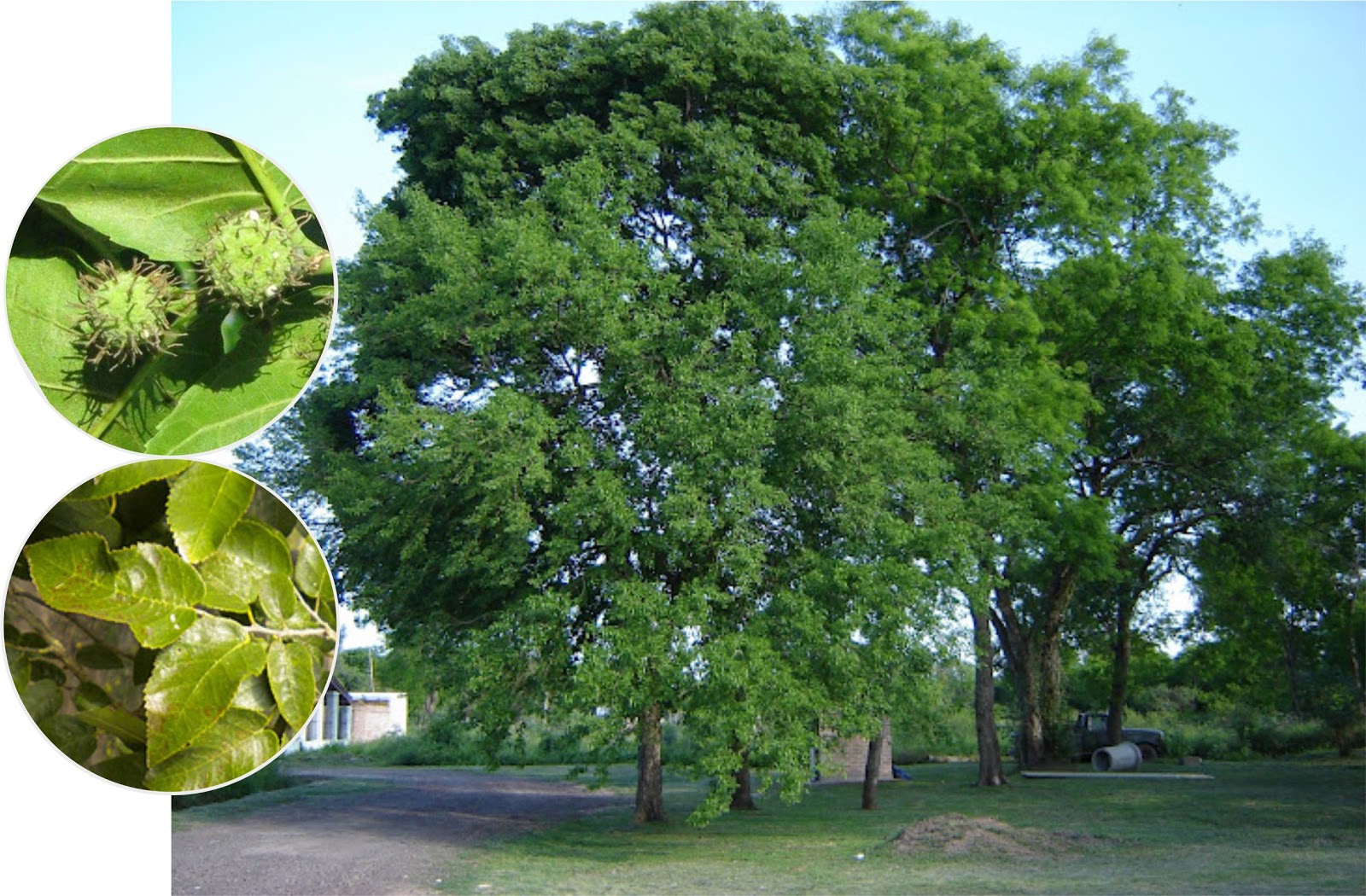 Argentina nativa: Mora amarilla (Maclura tinctoria)*