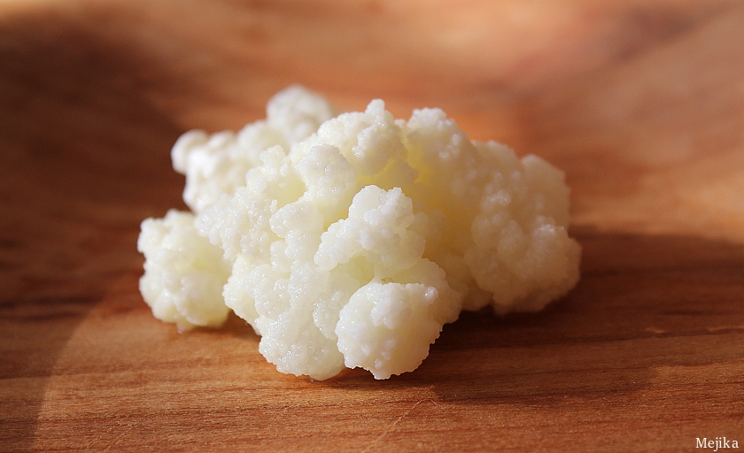 Tibetská kefírová houba