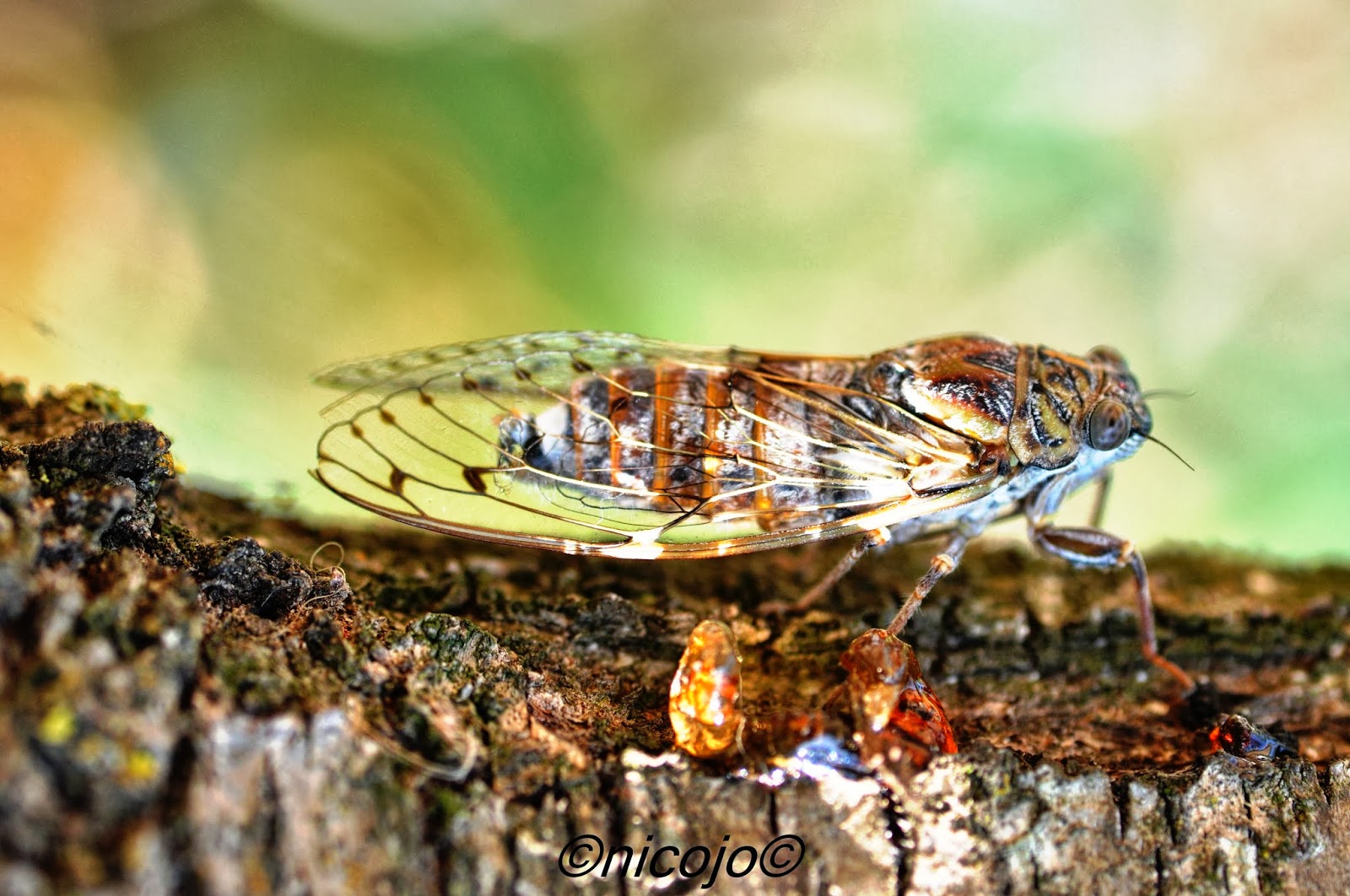 Foto's en korte verhalen uit Spanje: Sprinkhanen, Krekels, Cicaden.