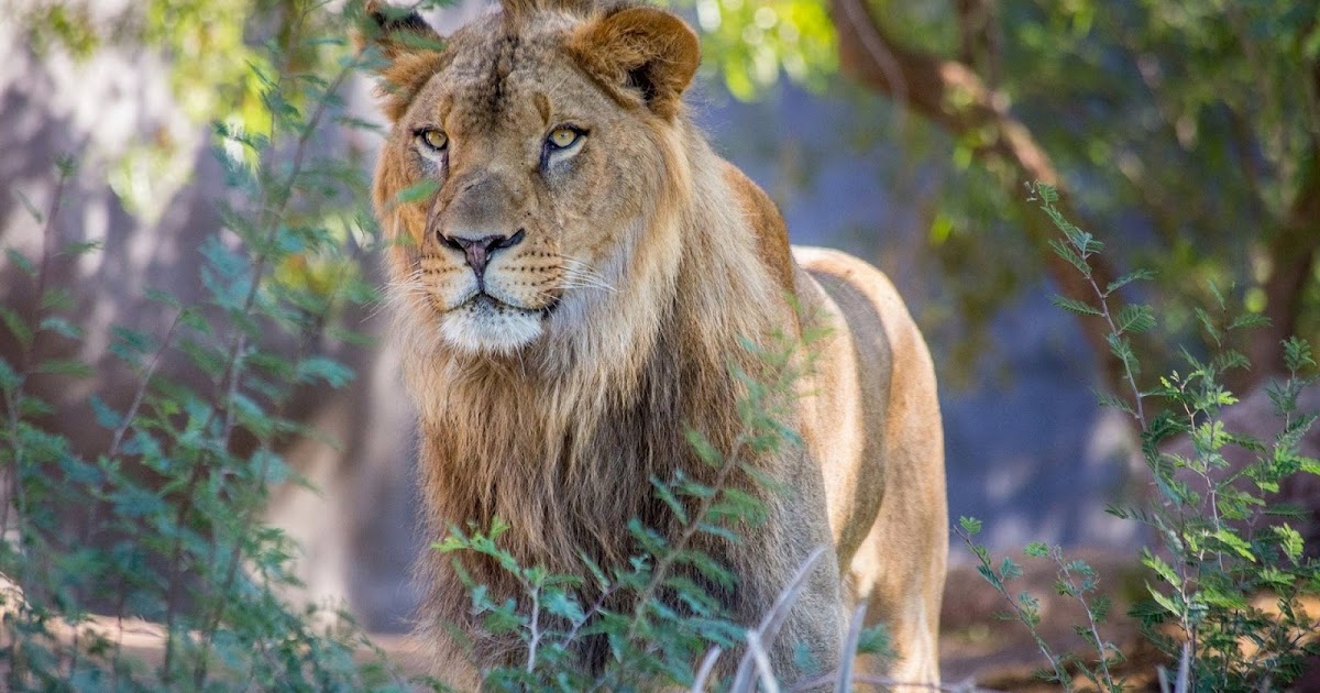 Forest Lion Wallpaper