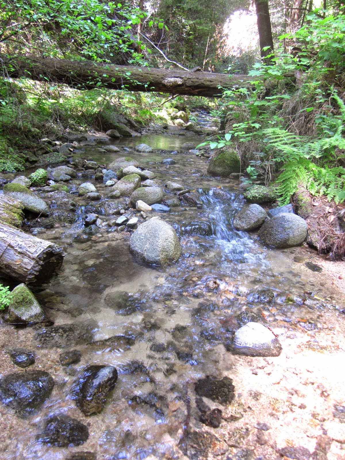 Santa Cruz Mountains Trails: A Spring Excursion at Fall Creek