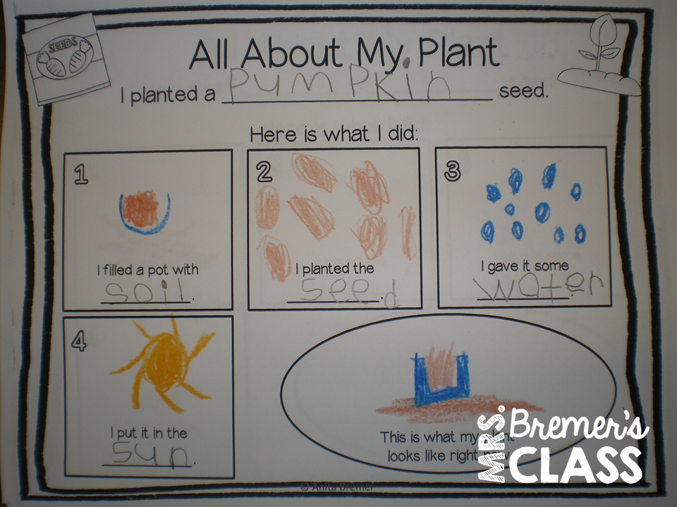 Kinder-garden- Learning About Plants and their Life Cycle | Mrs. Bremer ...