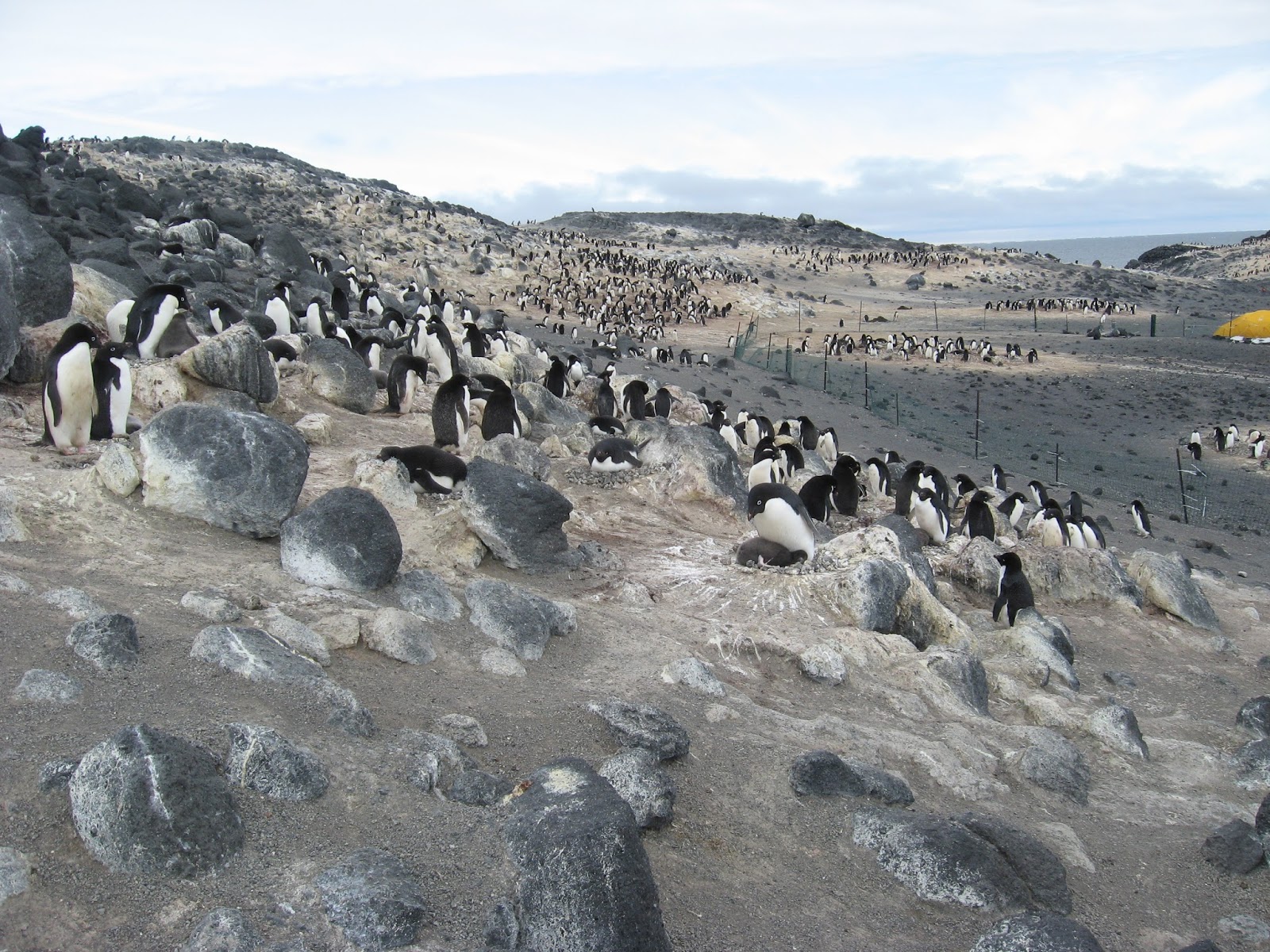 Polar Soils Blog: The chemistry of penguin poop