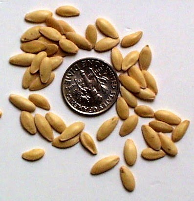 Garden Guy Hawaii: Seed Germination - Nothing's coming up!