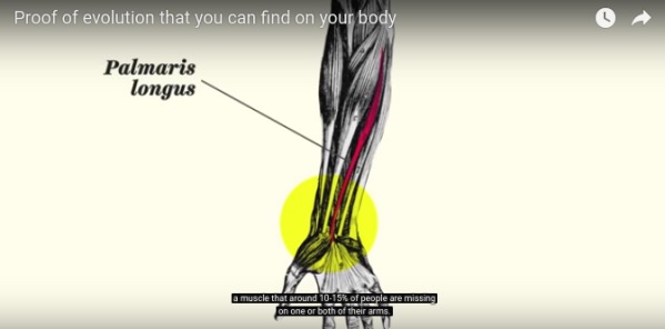 Fun Facts: Touch Your Pinky To Your Thumb. Here's What It Means If Your ...