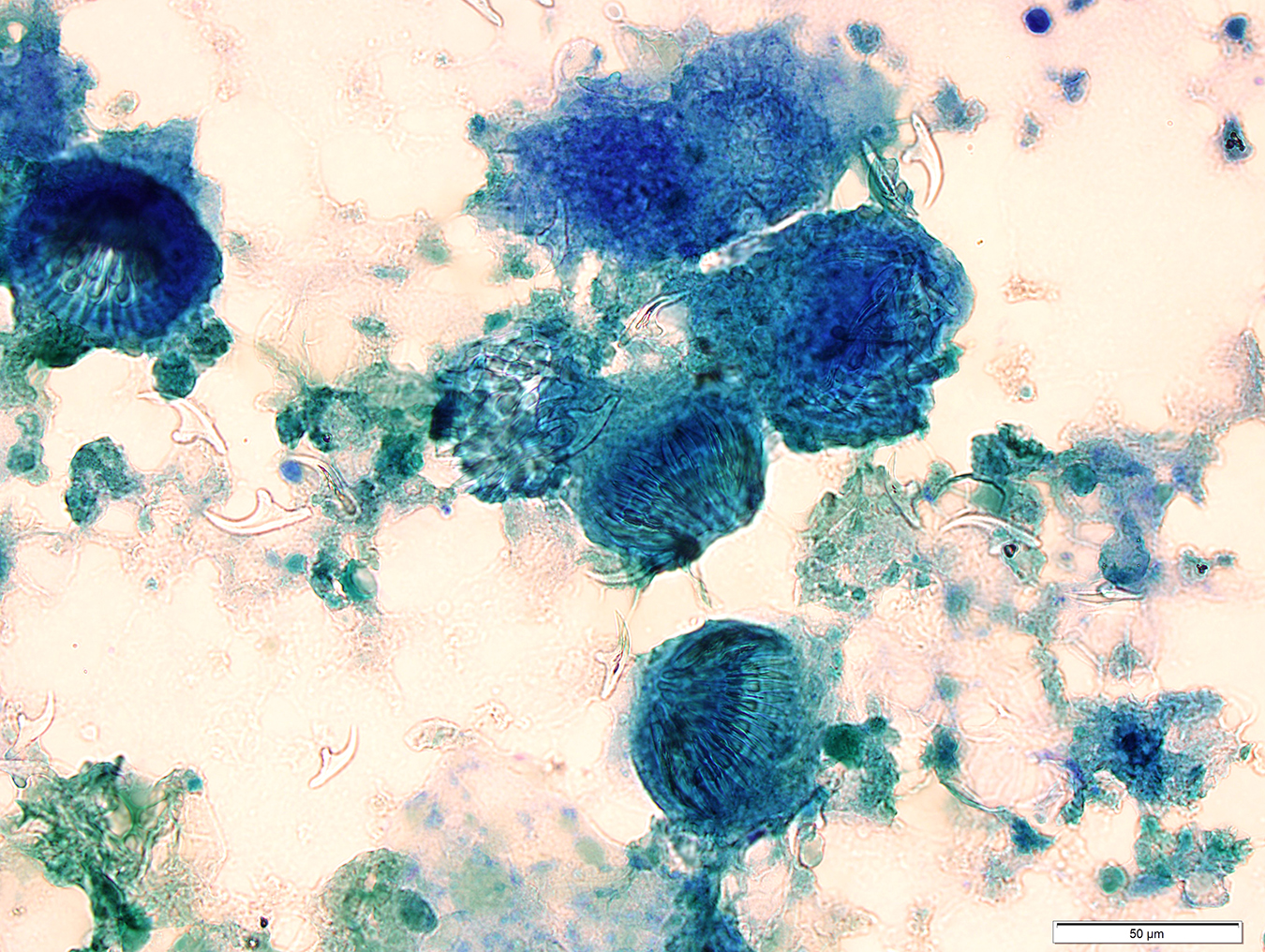 Creepy Dreadful Wonderful Parasites: Case of the Week 264