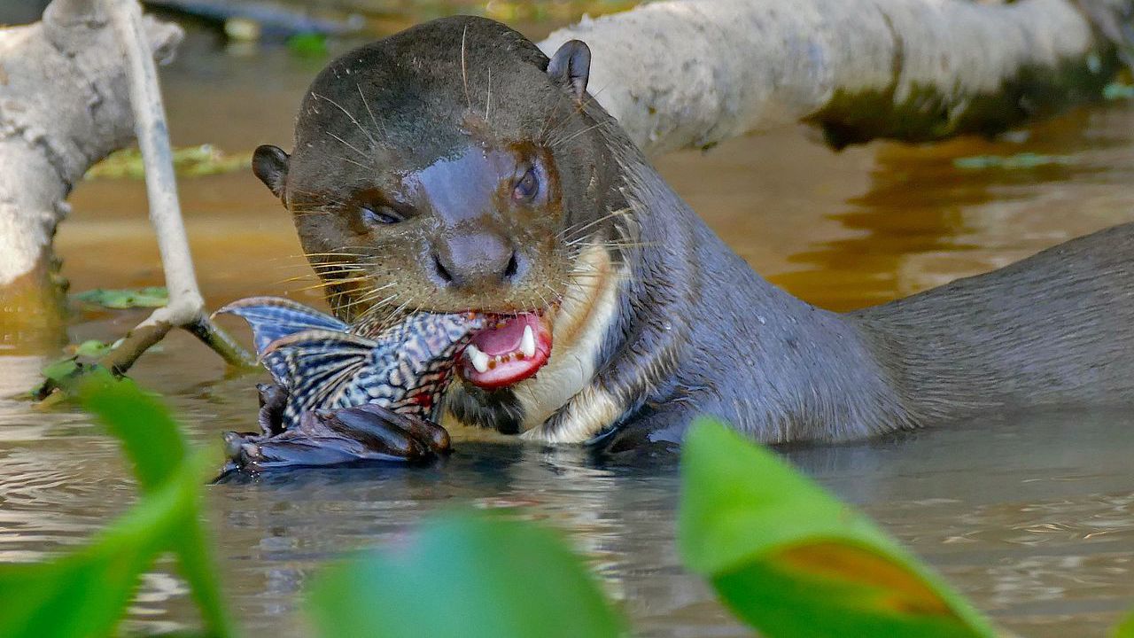 Studio Kwaak: Zes nieuwe soorten meervallen ontdekt in Amazone-bekken.