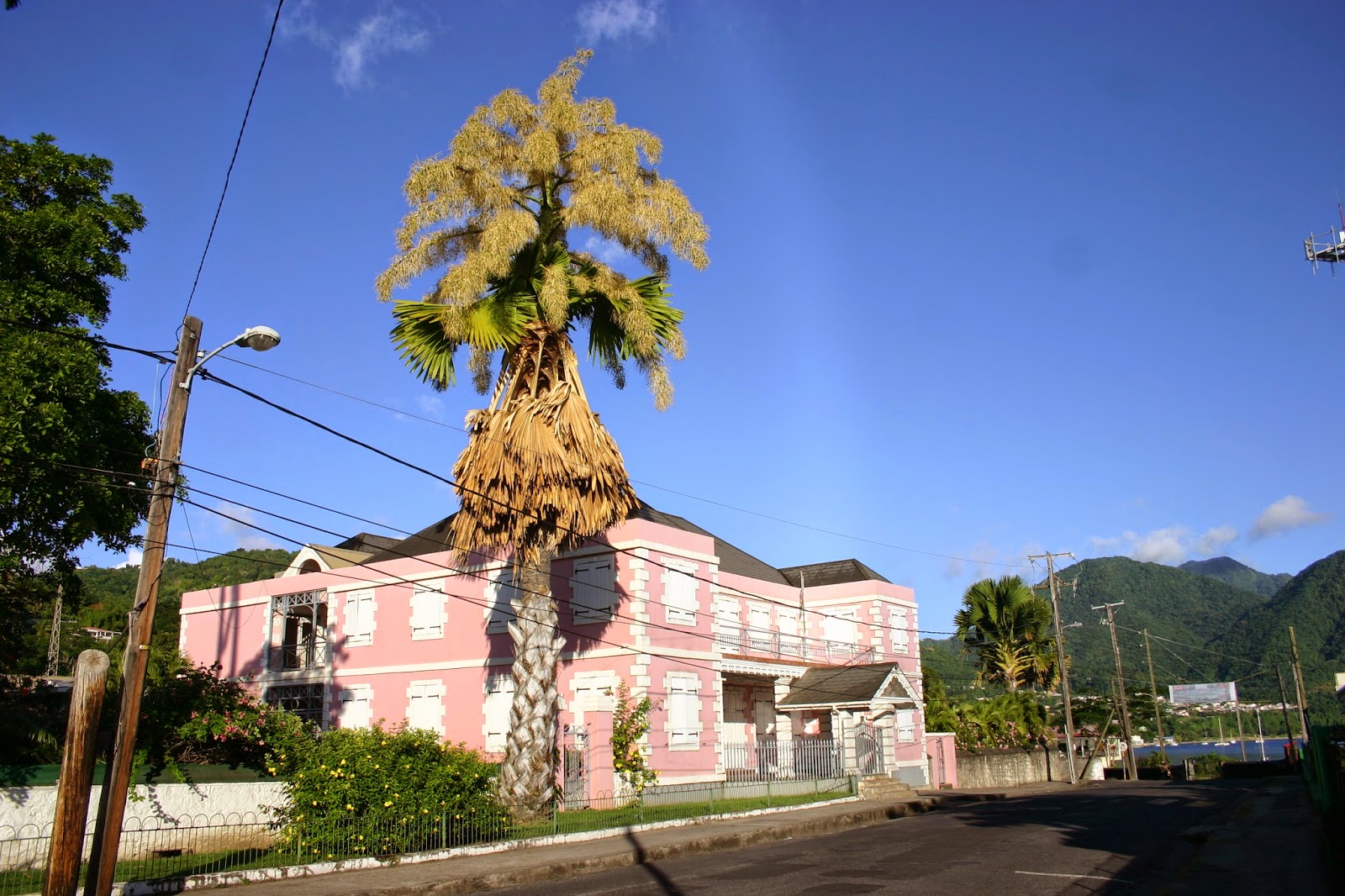 La Gazette de Babo: Tallipot