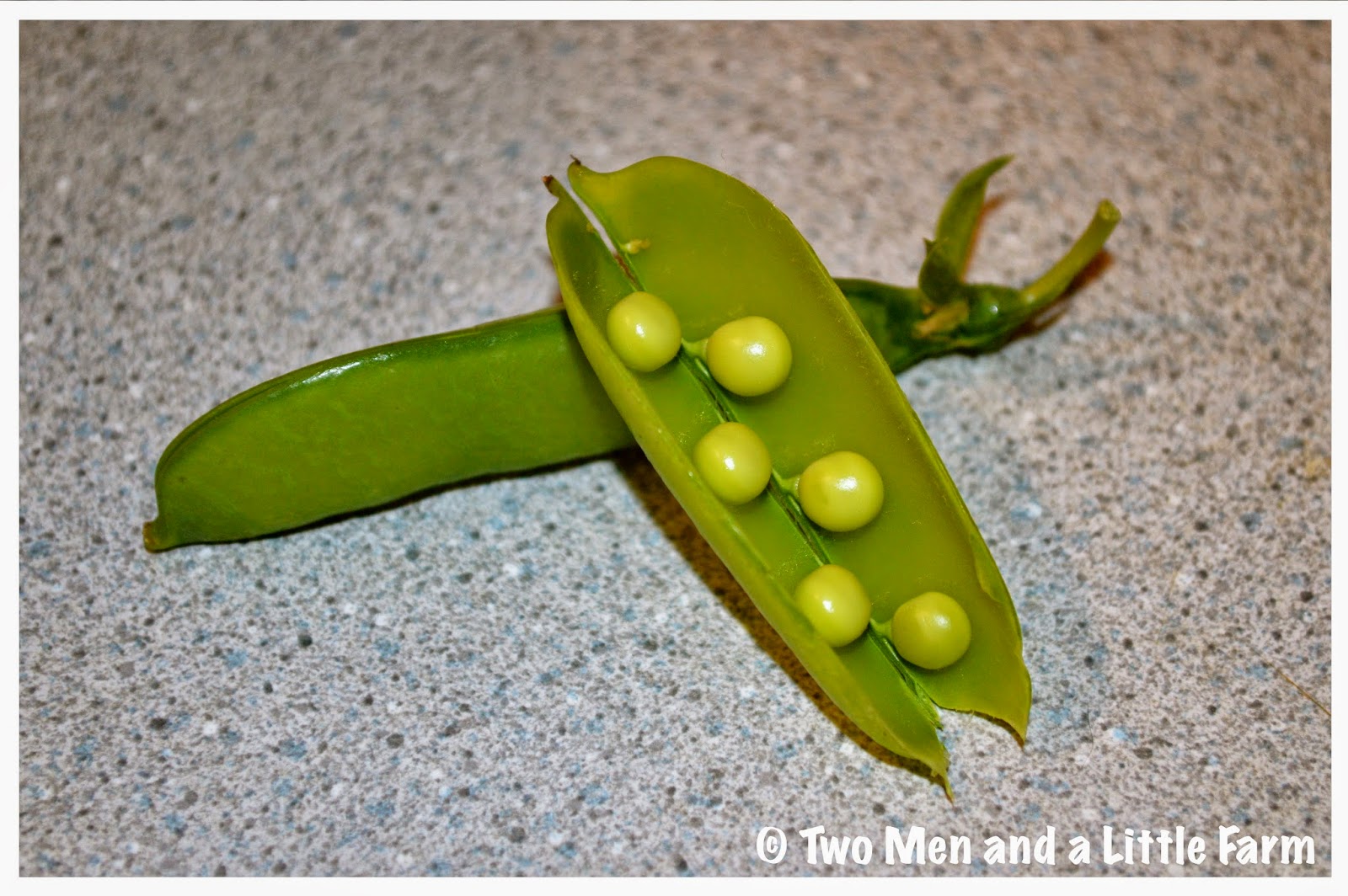 HOw To ALASKA GARDEN PEAS