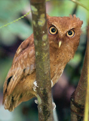 Sri Lankan Endemic Birds: Paduwan Bassa - Serendib Scops Owl (Otus ...