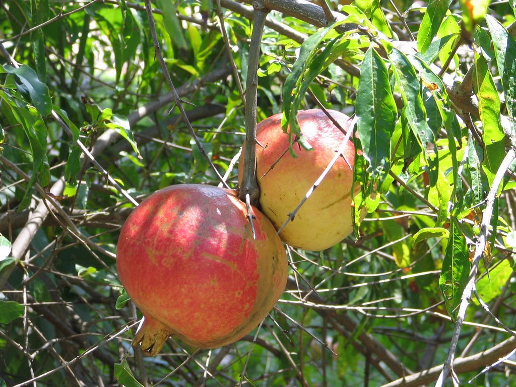 Ayurveda is fast becoming a household: delum