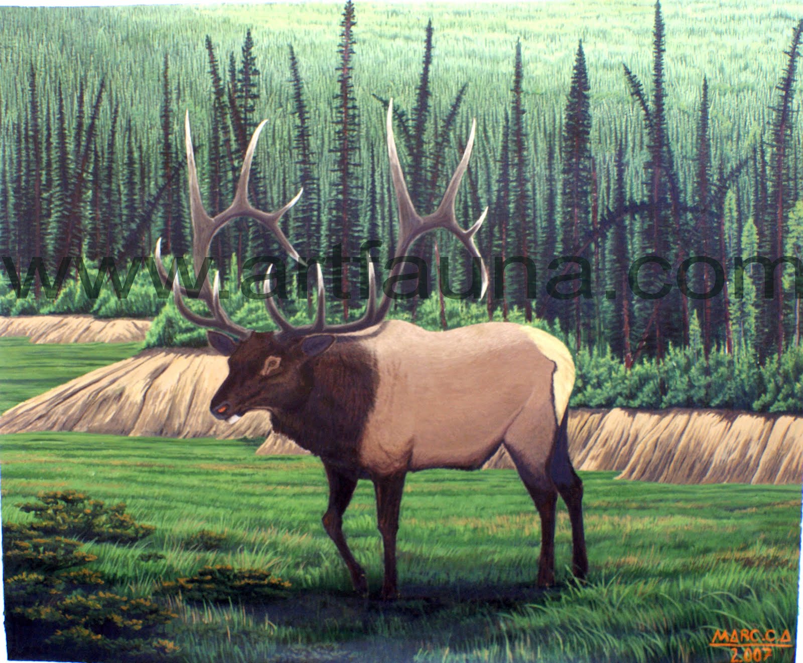 ARTFAUNA: CIERVO WAPITI (Cervus canadensis)