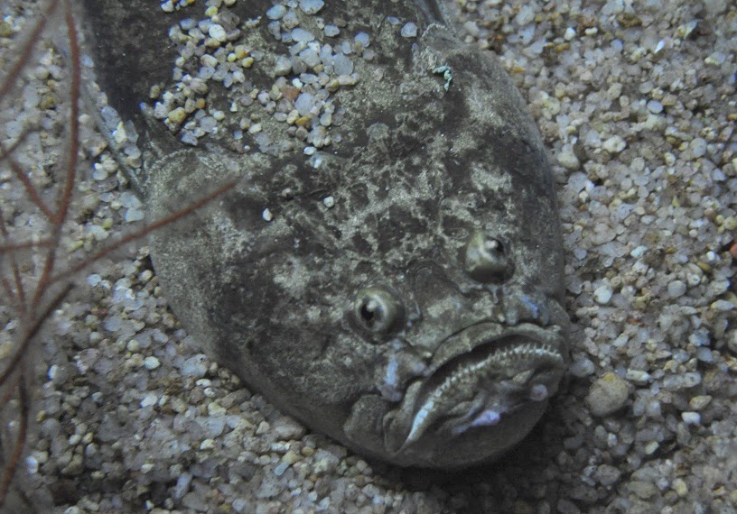 ZOOTOGRAFIANDO (6.100 ANIMALS): PEZ RATA / ATLANTIC STARGAZER ...