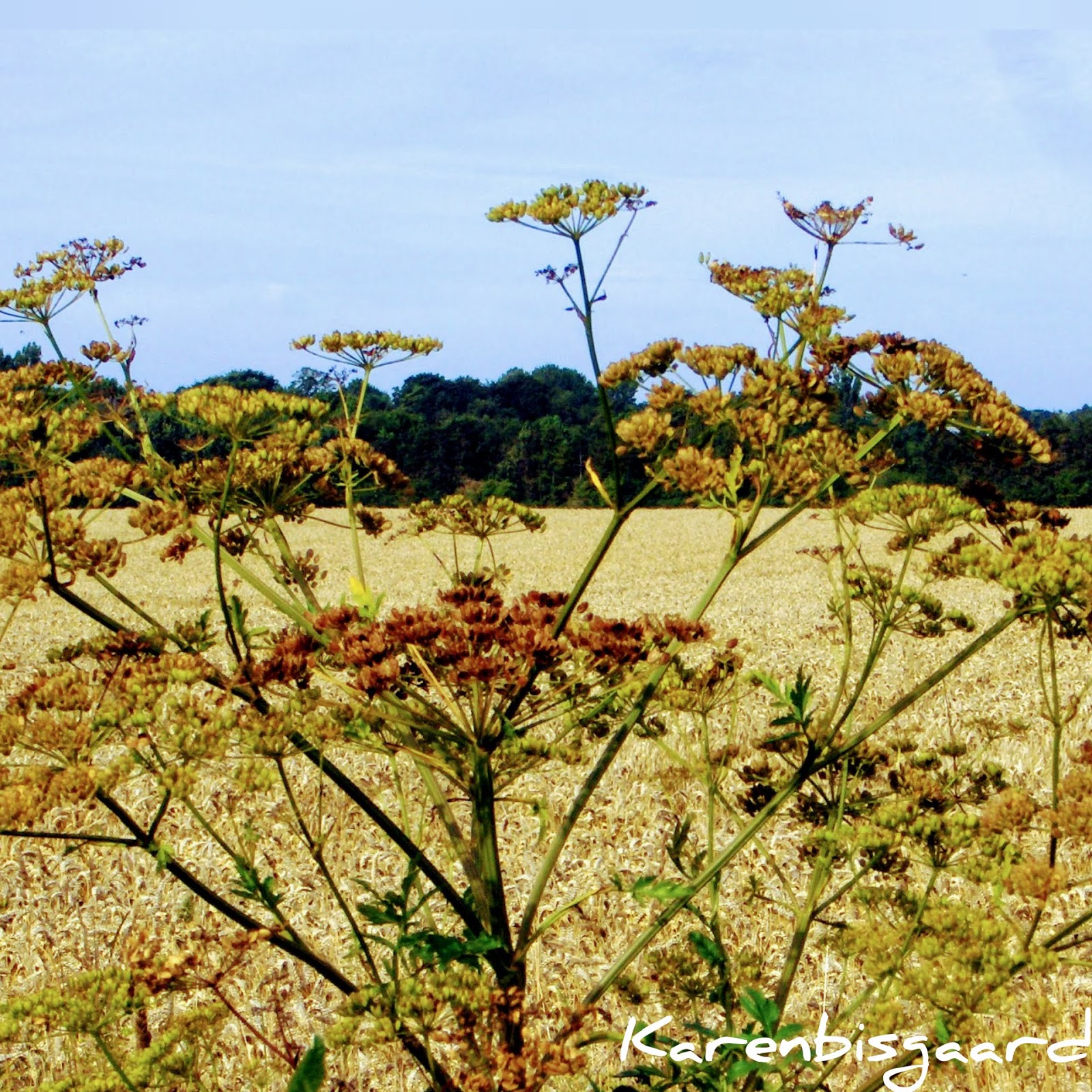 Karen`s Nature Photography: Wild Parsnip Seed Heads.