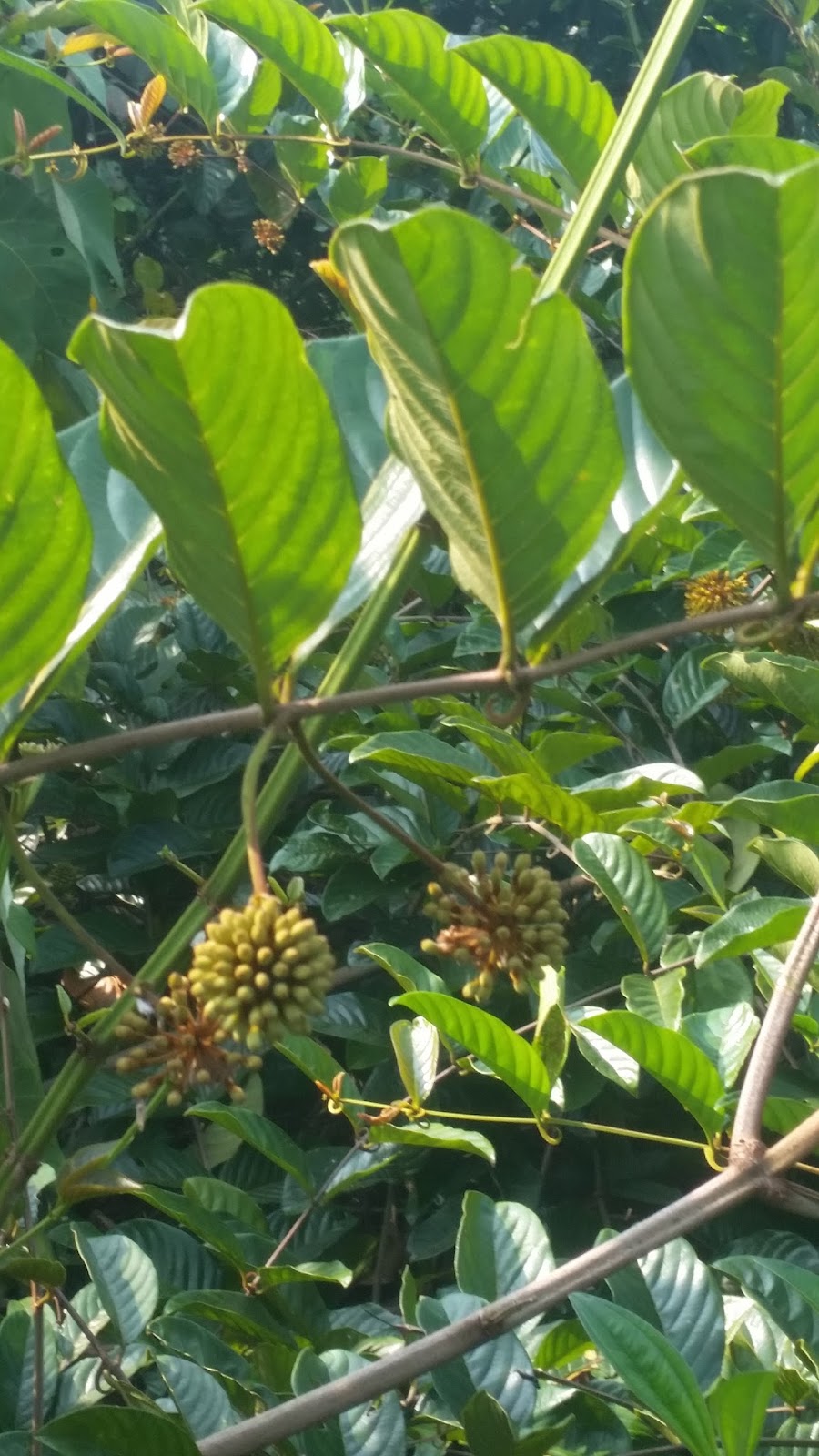 Warisan Petani: Pokok Kait-kait.