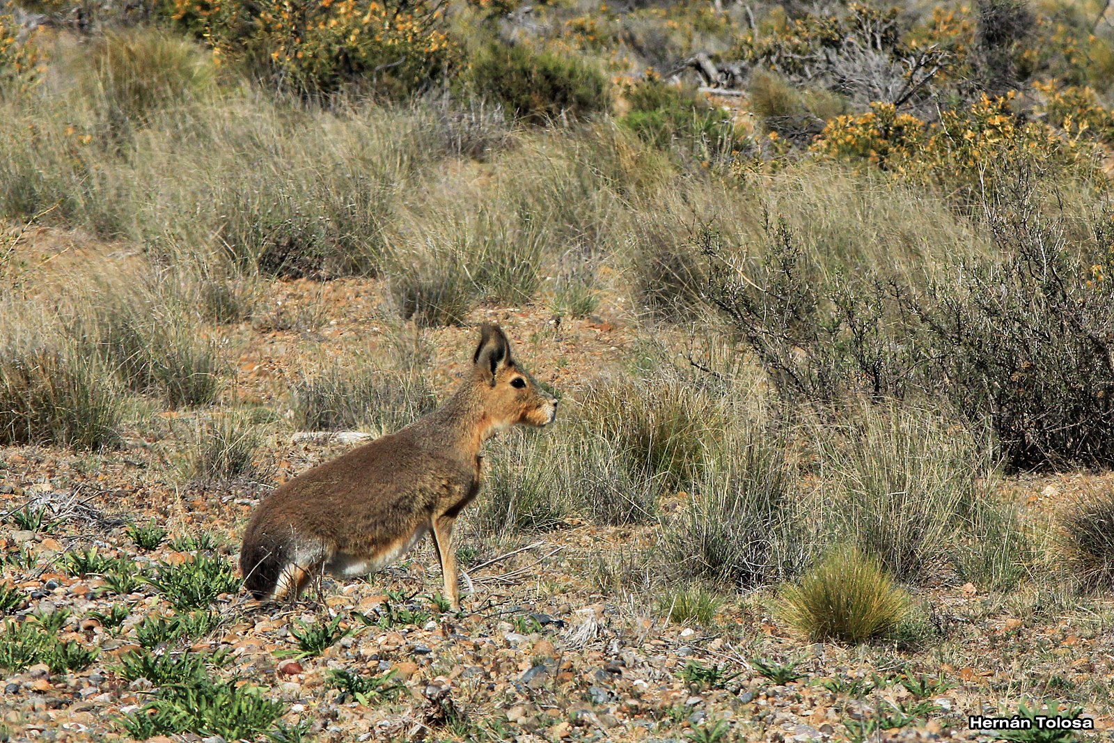 Patagonia: Mara (Dolichotis patagonum)
