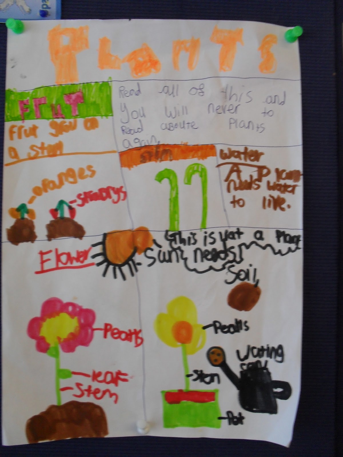 Welcome to the Beech Class blog!