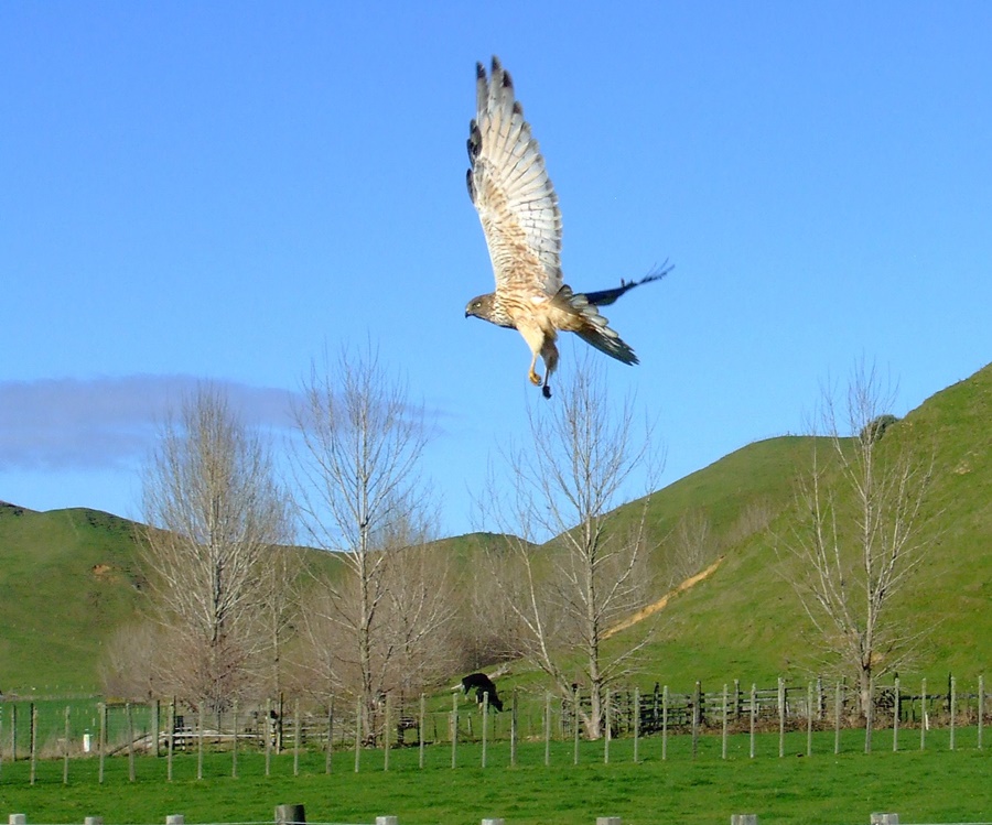 photographing New Zealand: hawks