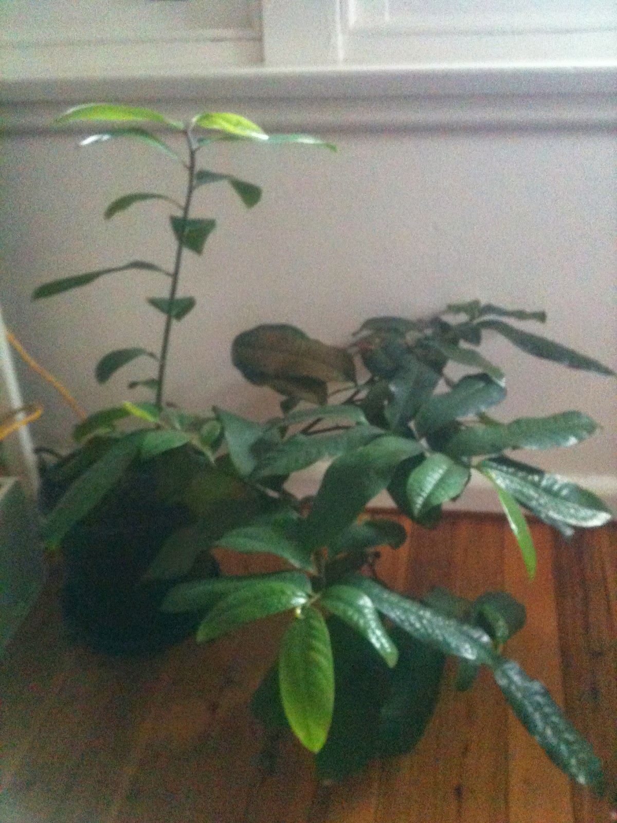 Try growing: Illawarra rainforest species as indoor plants | Growing ...