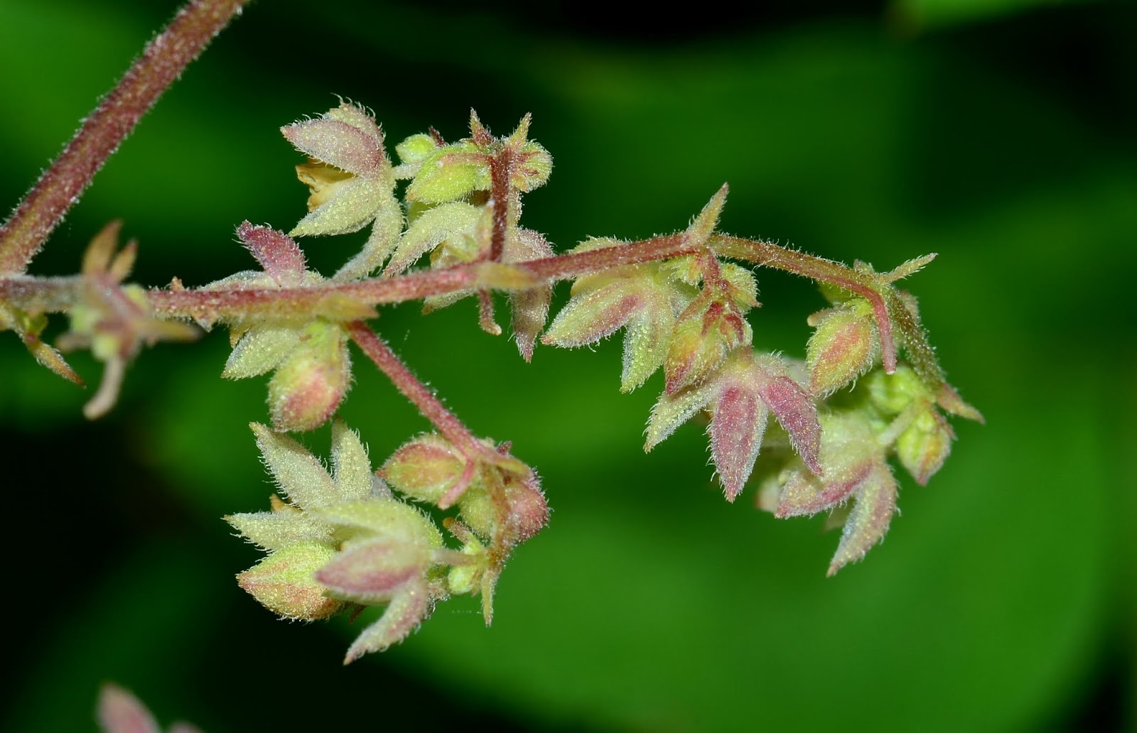 葎草 Humulus scandens (Lour.) Merr. 【大麻科】