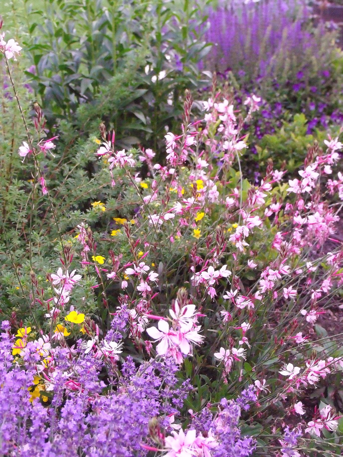 Brier Rose Garden: A cozy little spot in the front garden.