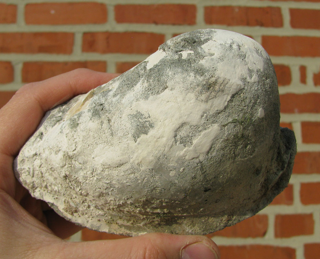 Views of the Mahantango: Cucullaea gigantea pelecypod from the Aquia ...