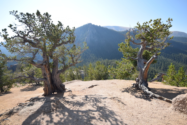 Al's Photography Blog: High Elevation Trees