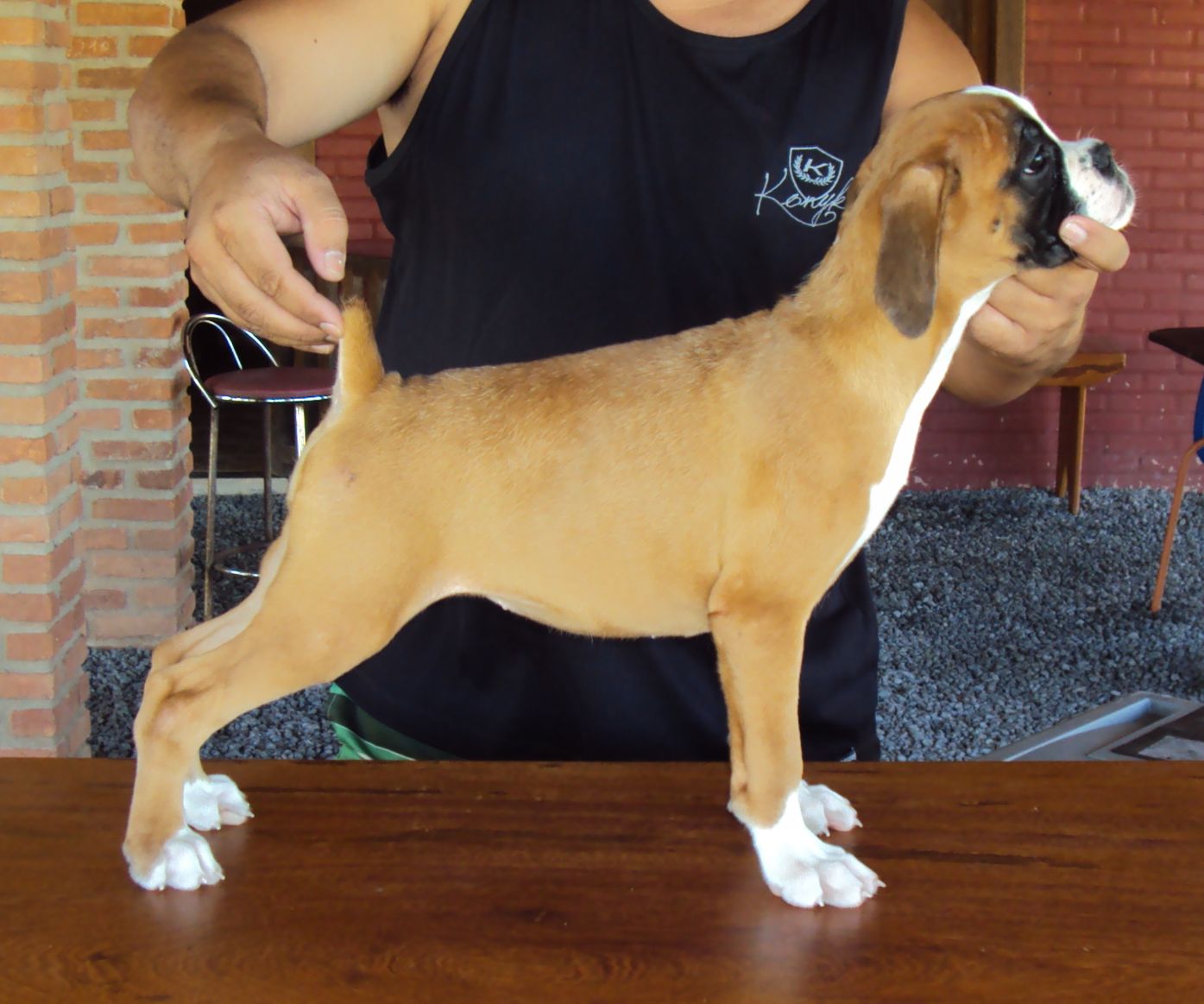 CANIL NEW CONGO: BOXER EUROPEU.