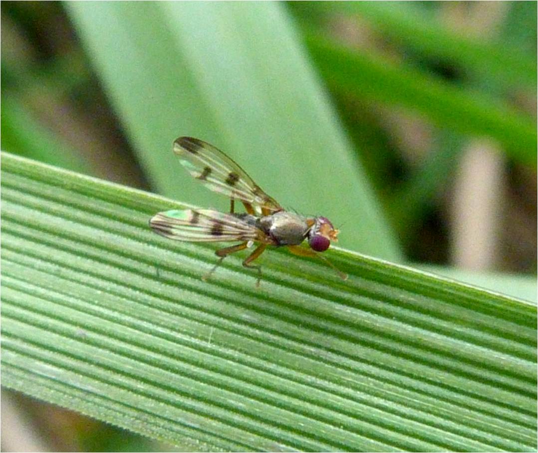 Insects of Scotland: Other Flies/Picture-wing Flies