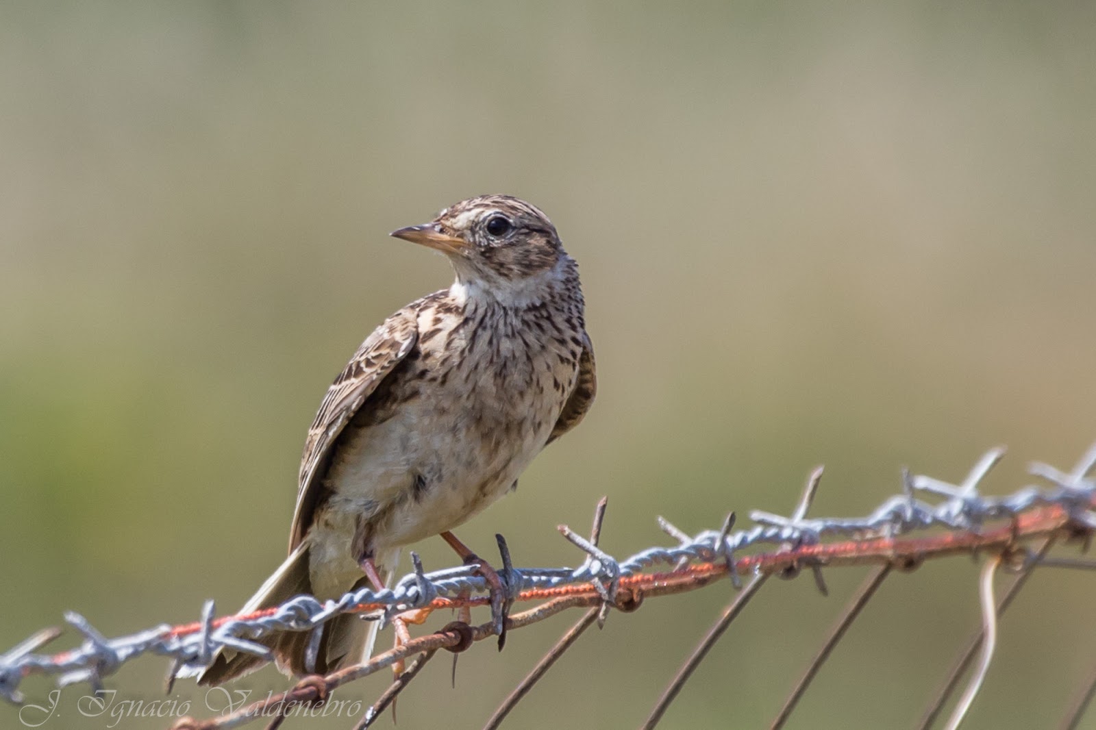 DocNatureBlog: El ave que no para de cantar en sus increíbles ascensos ...