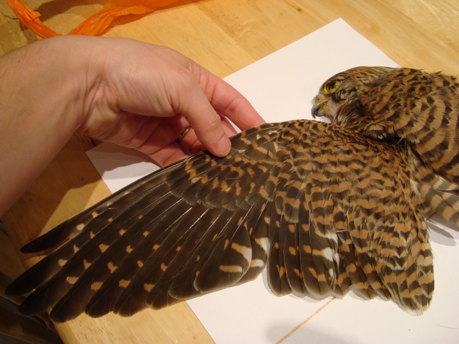 A.W.Birder: Always on the lookout for fine birds...: An Interesting ...