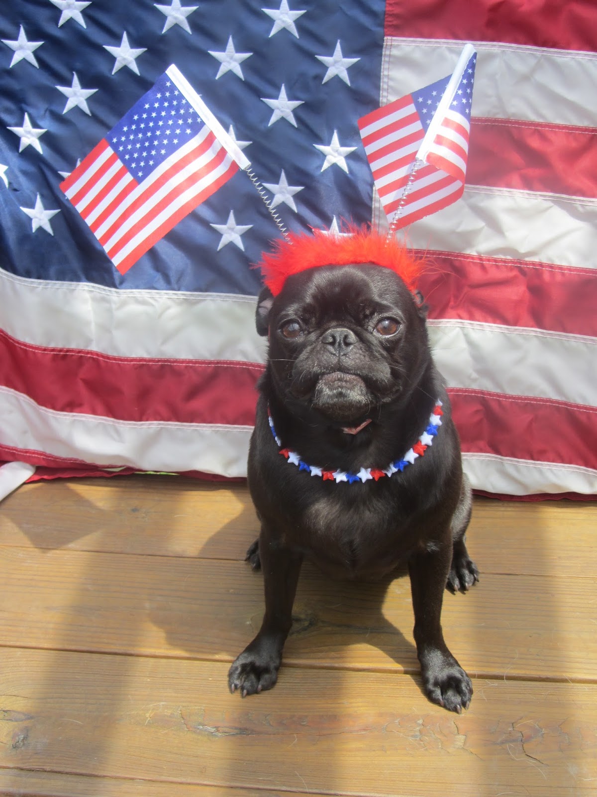 A Day in the Life of Pugs: Happy 4th of July!!!!!