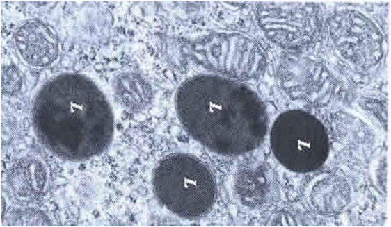 Biologia celular: construindo conhecimentos: Sistema de Endomembranas