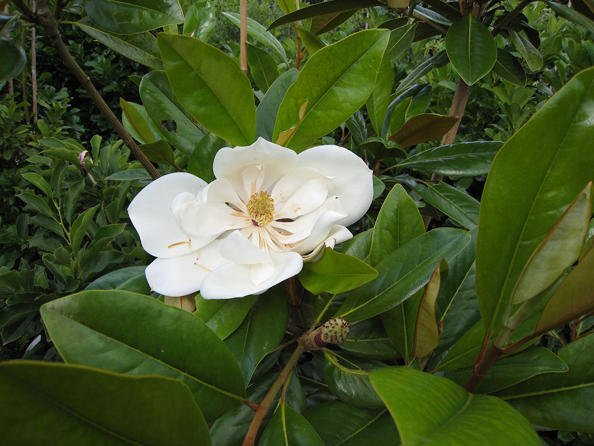 Magnólia (Magnolia grandiflora)