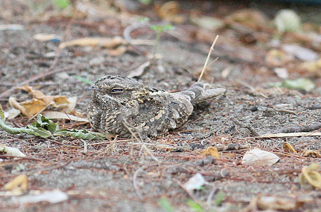 Simon and Karen Spavin: Nightjars