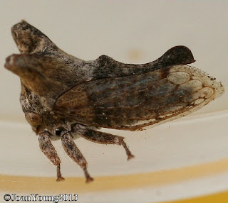 South African Photographs: Treehopper (Anchon nodicornis) family ...