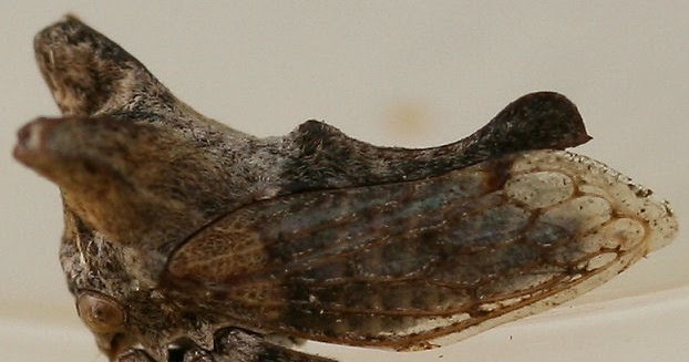 South African Photographs: Treehopper (Anchon nodicornis) family ...