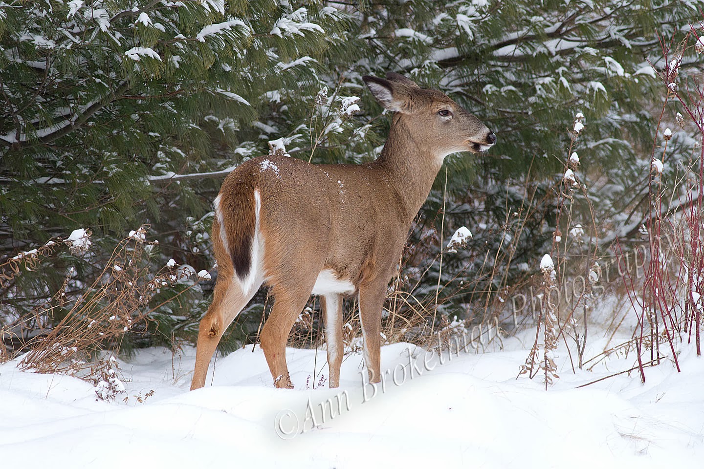 Ann Brokelman Photography: Deer - female and juveniles Close encounter ...
