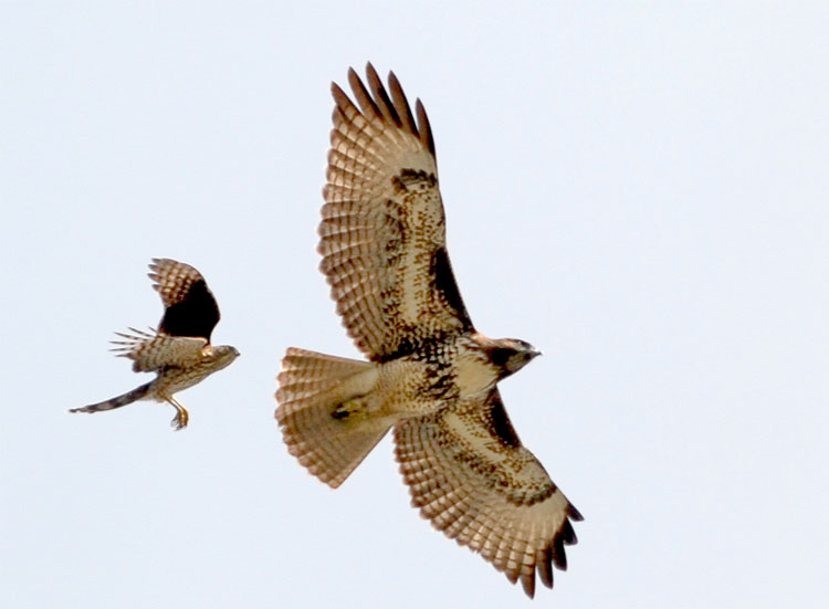 The Natural World of Northeastern Pennsylvania