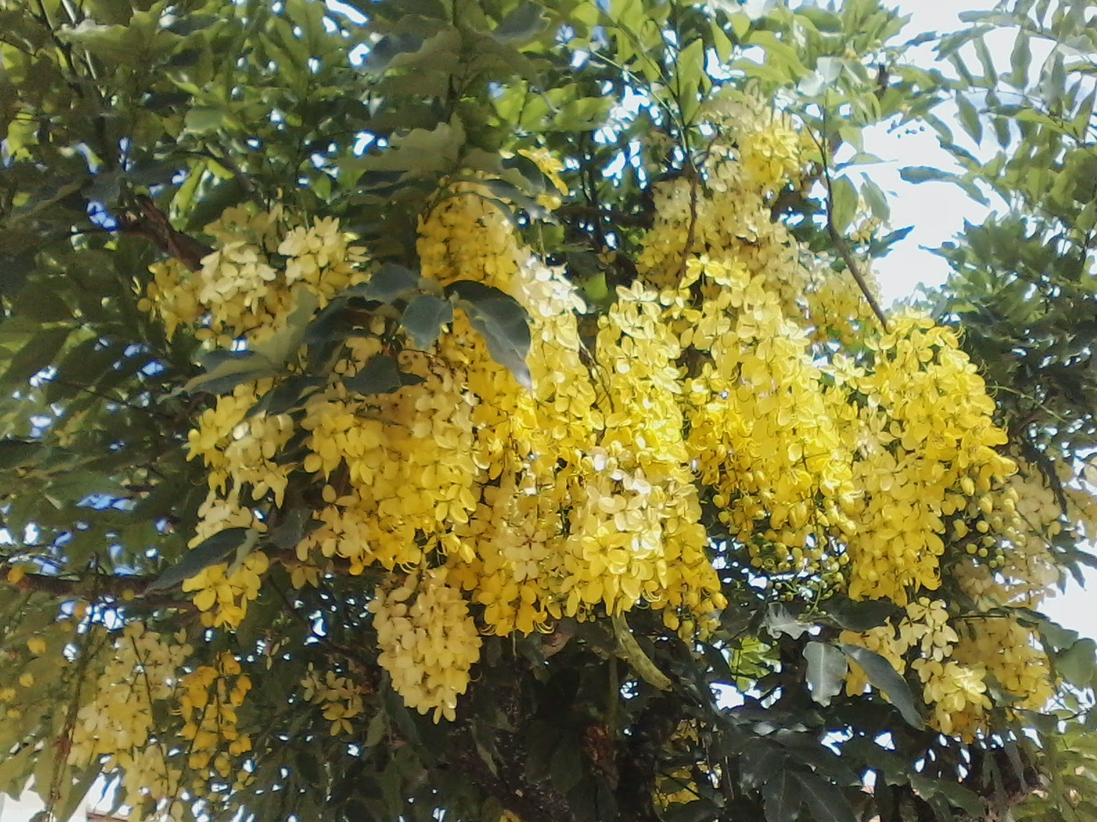 PRAZERES DA NATUREZA: Acácia Amarela