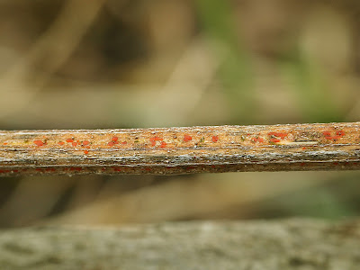 Calderdale Fungi - Halifax Scientific Society - Mycology Section: March ...