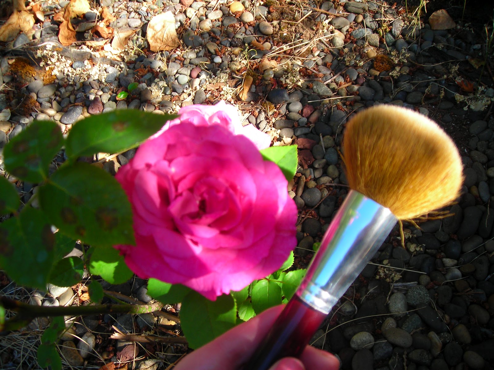 Beauty Diversion: My Favorite Brushes (and Summer Flowers)