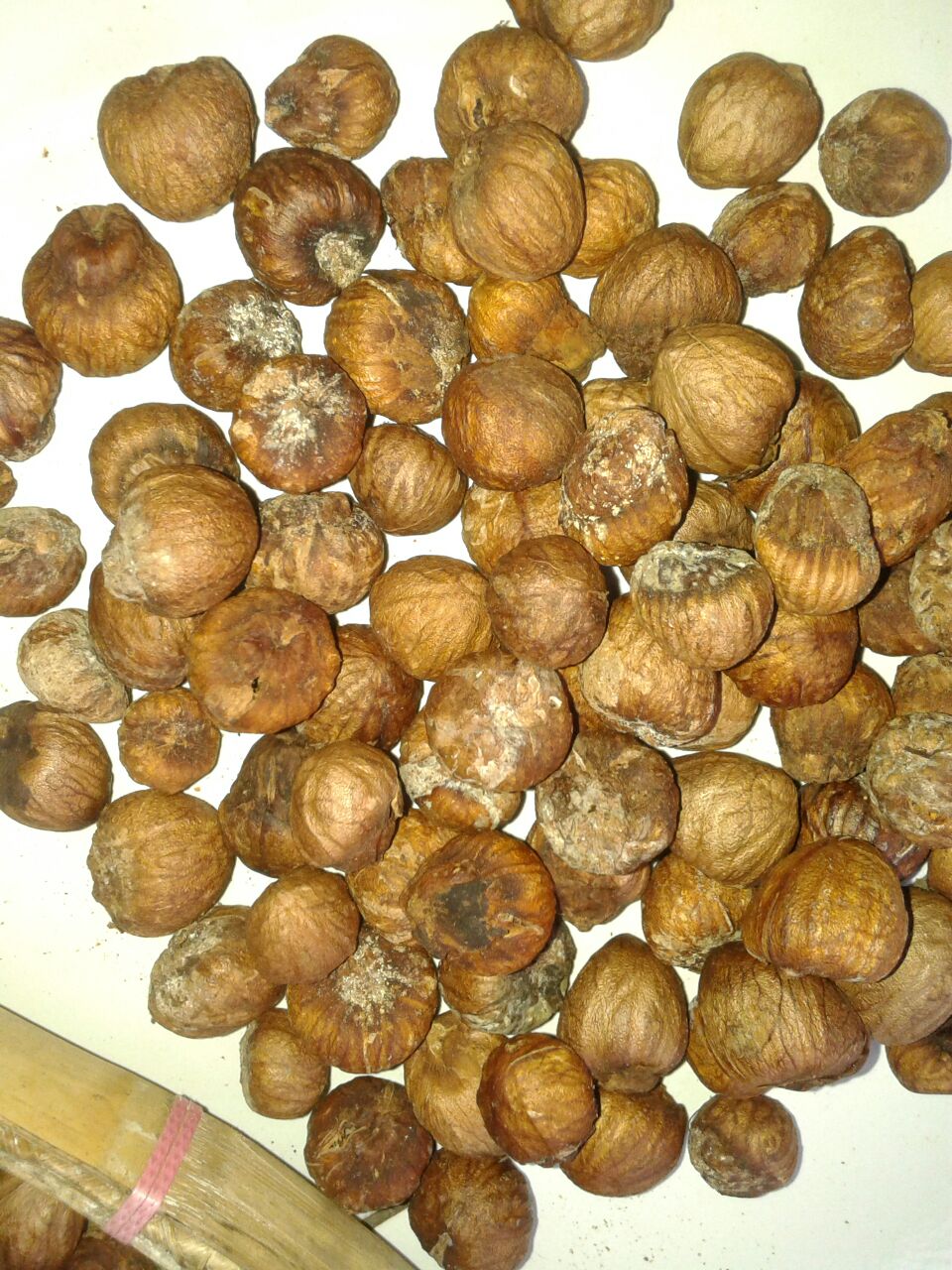 DISTILLING the NUTMEG SEED part-1