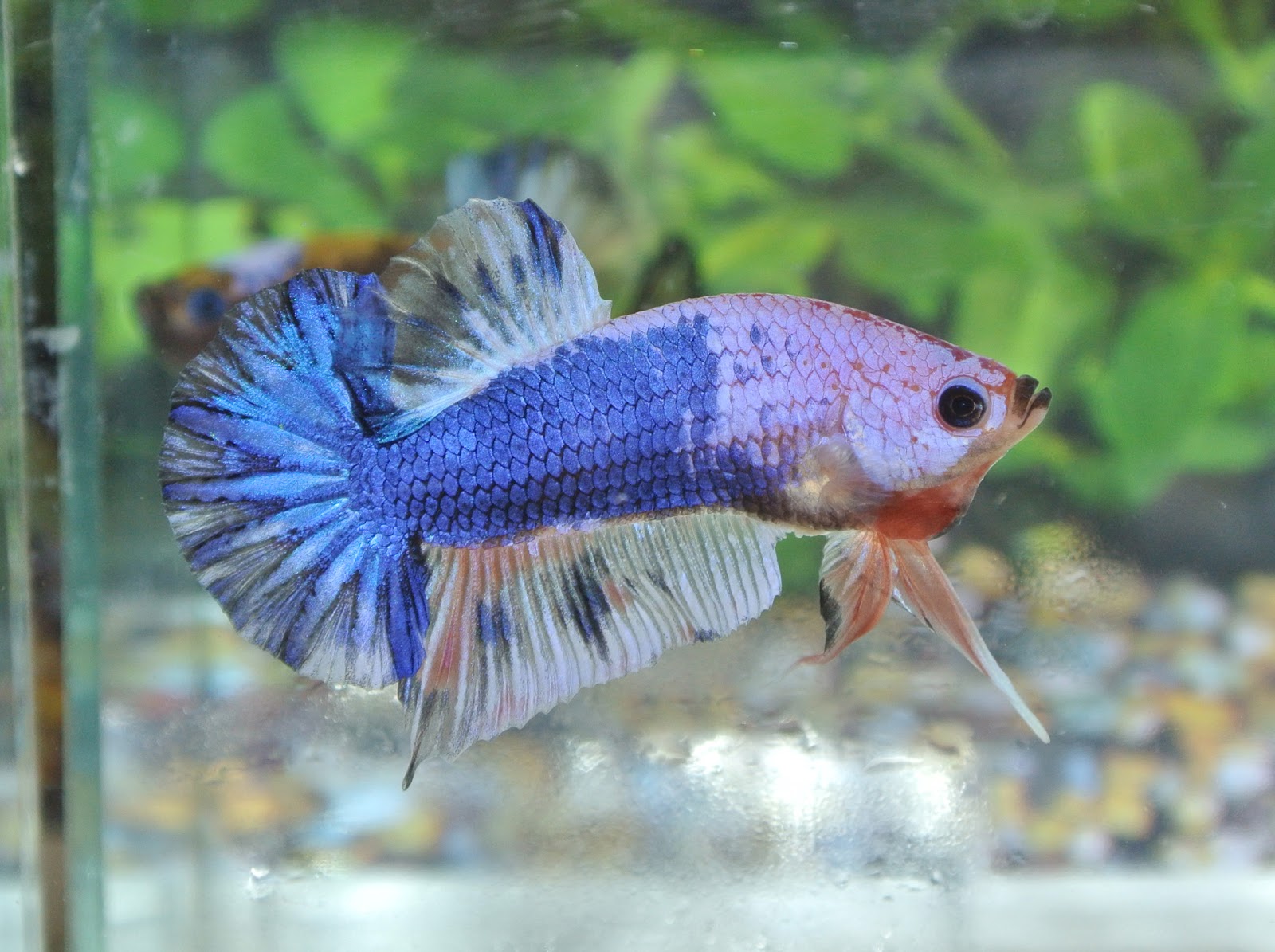 Betta Fish Afira: Betta HMPK NEW LINE Original INDO