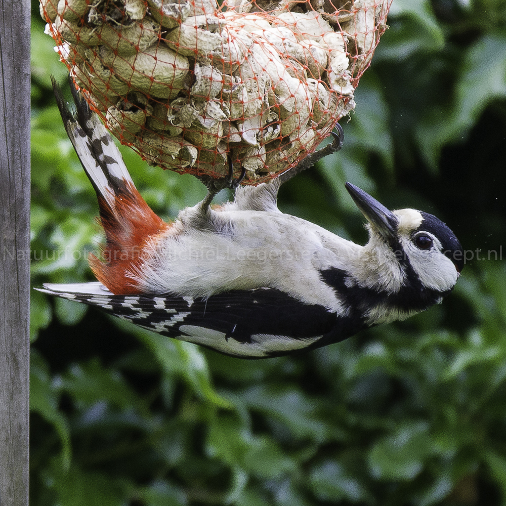 Belevingsfotografie: Woody Woodpecker | Grote bonte specht