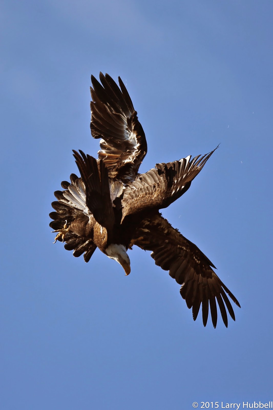 Union Bay Watch : Cartwheels In The Sky!