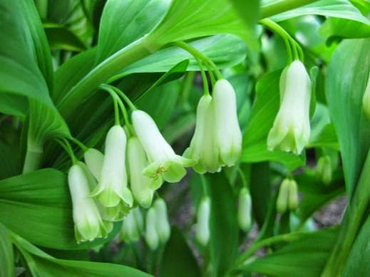 Solomon's Seal Tea Benefits ~ Healthy Tea 101