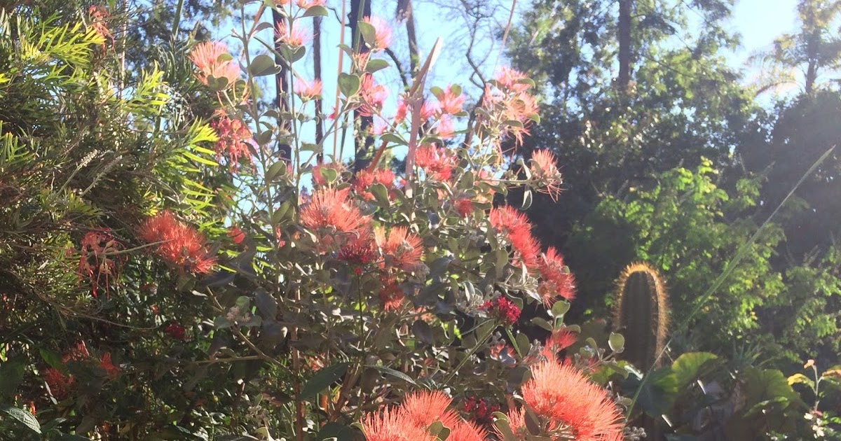 Life Goes Better with Plants : Metrosideros collina 'Springfire'